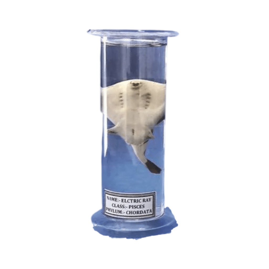 Zoology Specimen (Special) | Biology Specimens in Plastic Jar