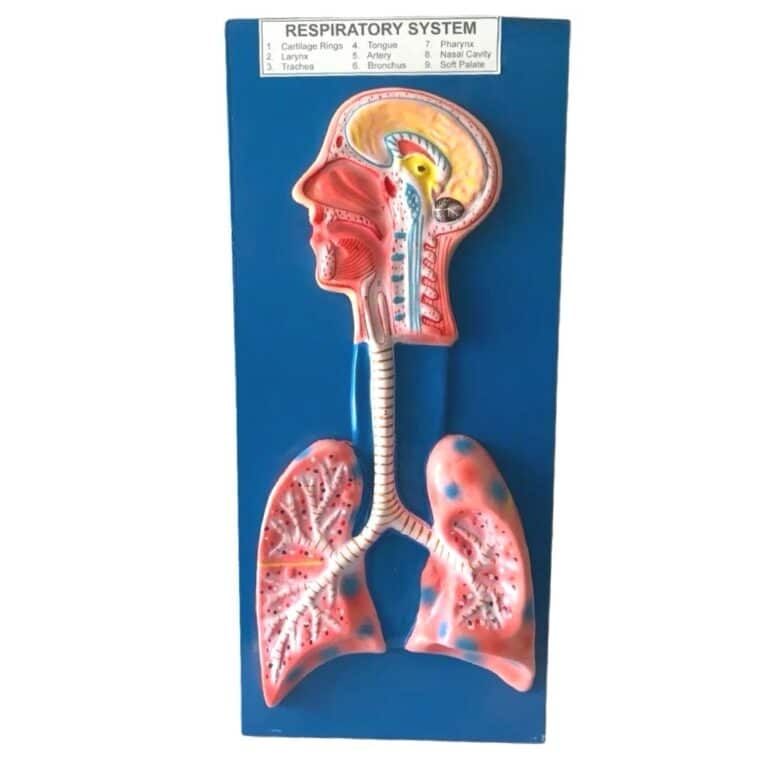 Respiratory System Model | SAMTECH INSTRUMENTS