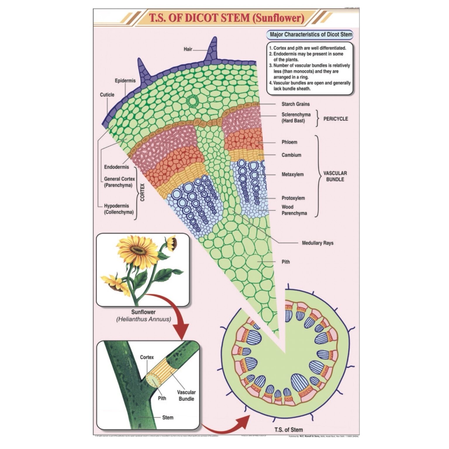 T.S Stem Dicot Chart | Botany Lab