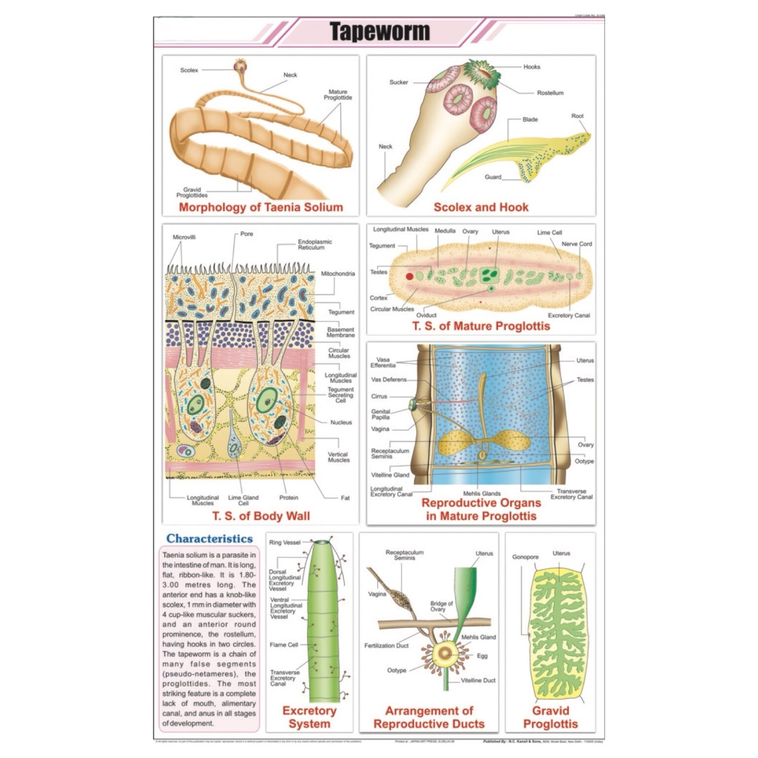 Tapeworm Chart | Zoology Lab Charts