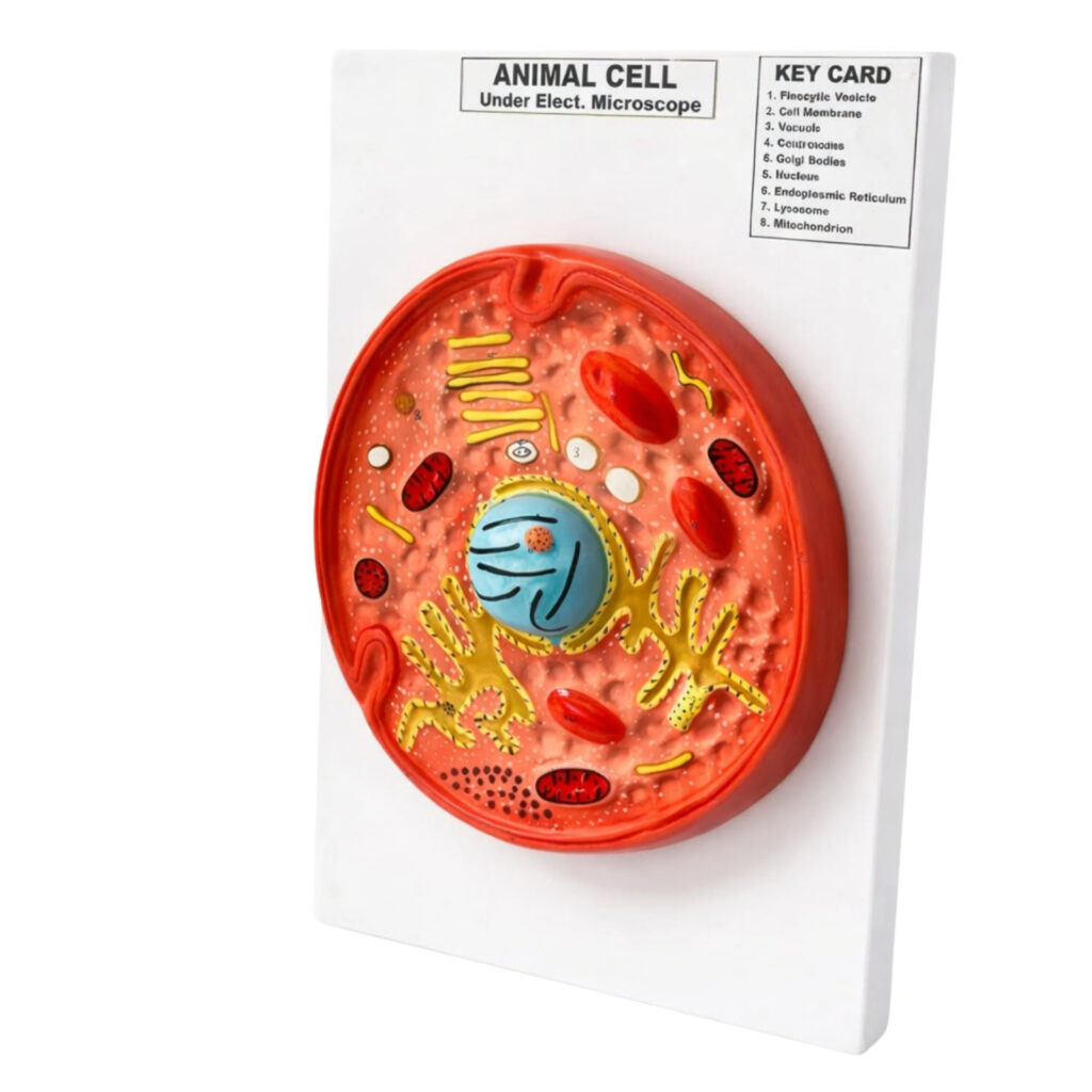Animal Cell Model at ₹225 | Manufacturers in Ambala