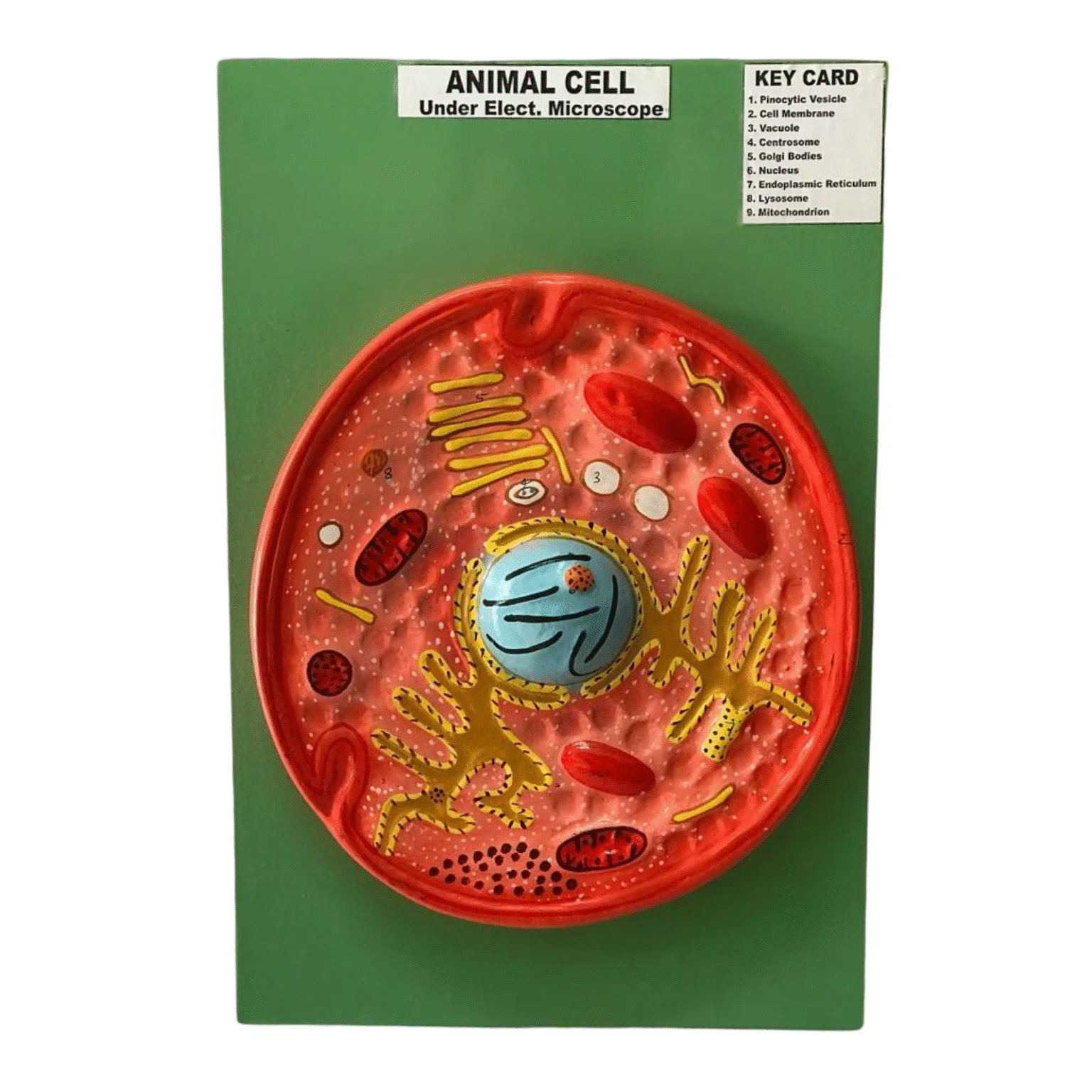 Biology Lab Equipments