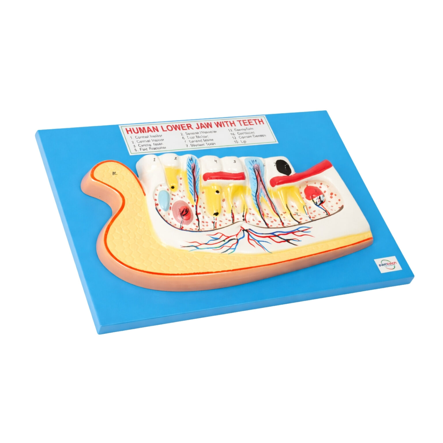 Human Lower Jaw with Teeth Model at ₹275 | Manufacturers in Ambala